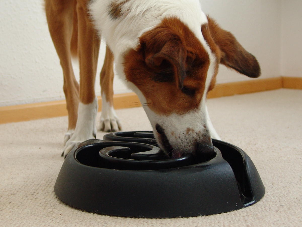 Hunde ‚richtig‘ füttern | SPASS-MIT-HUND