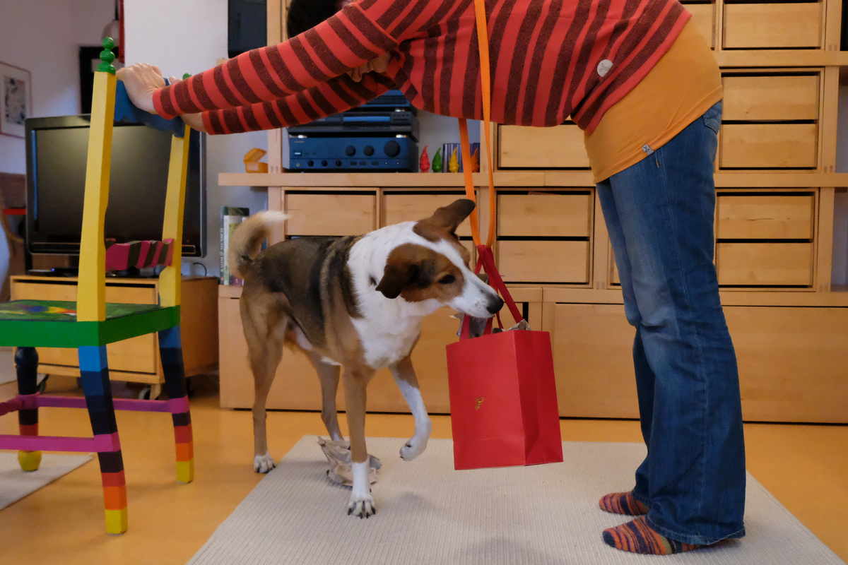 13. Die Hängebrücke | SPASS-MIT-HUND