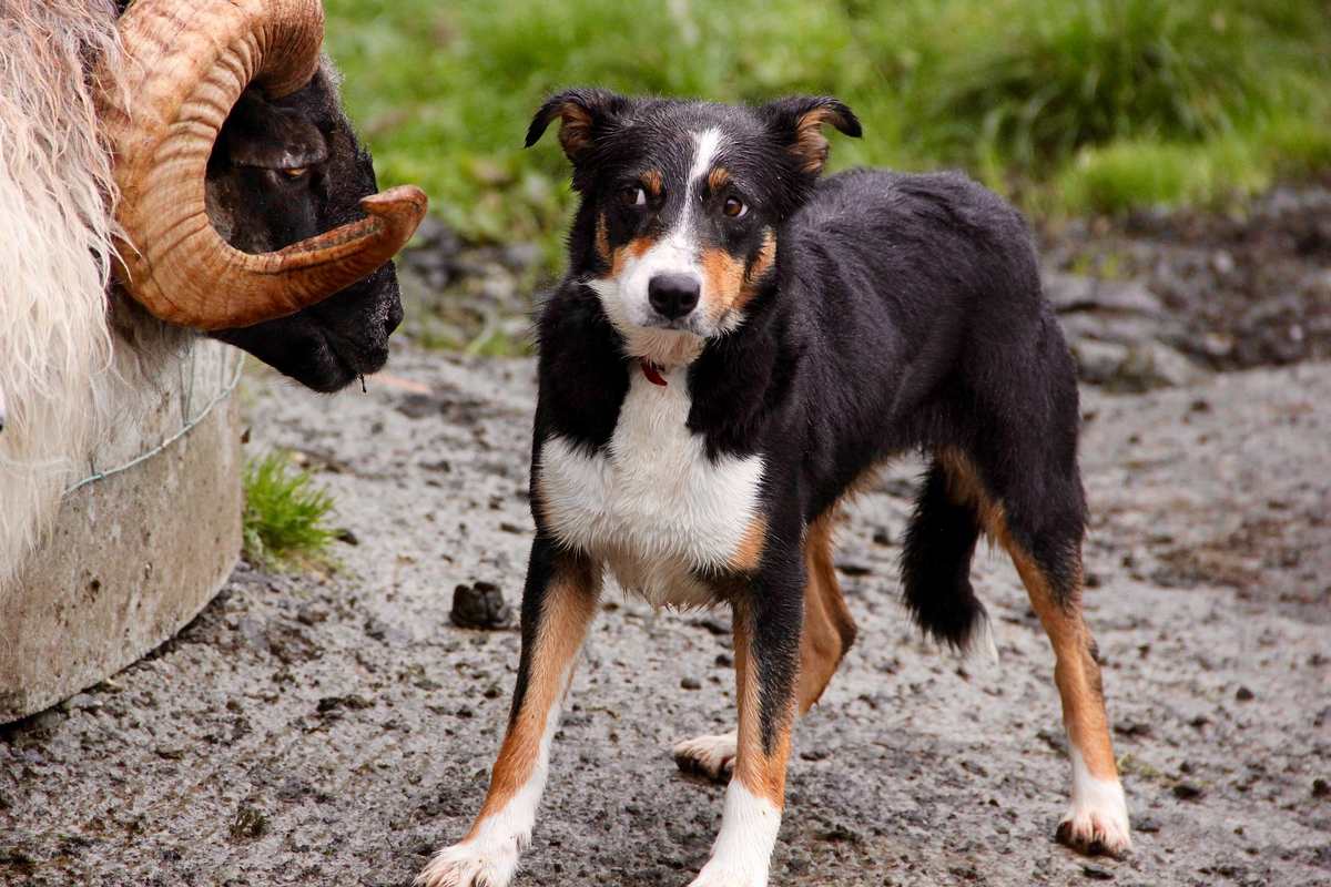 Hund in Angst? Hilfe gefragt! | SPASS-MIT-HUND