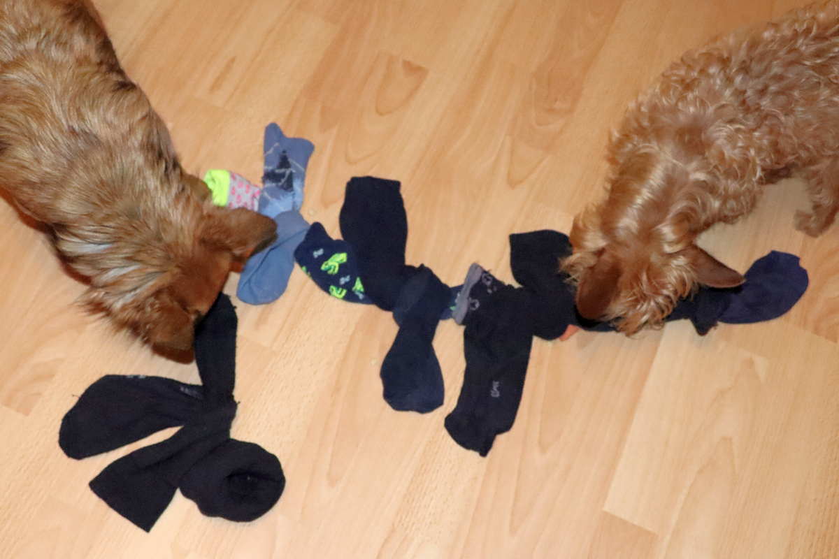 11. Der Sockenfüßer | SPASS-MIT-HUND